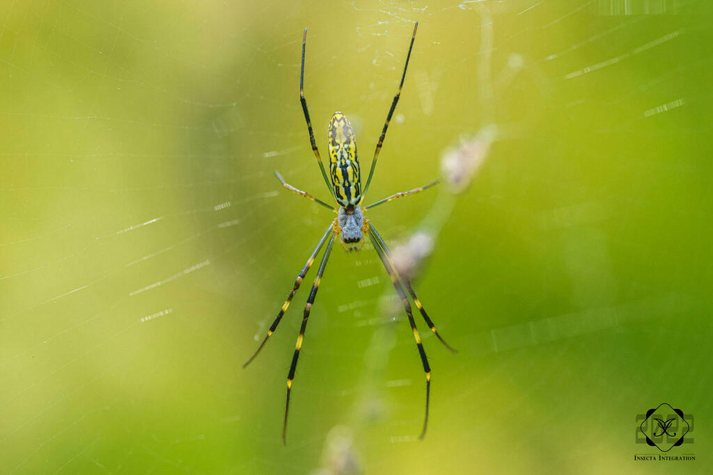 Joro Spider from 中国江苏省南京市浦口区 on September 6, 2022 at 11:00 AM by ...