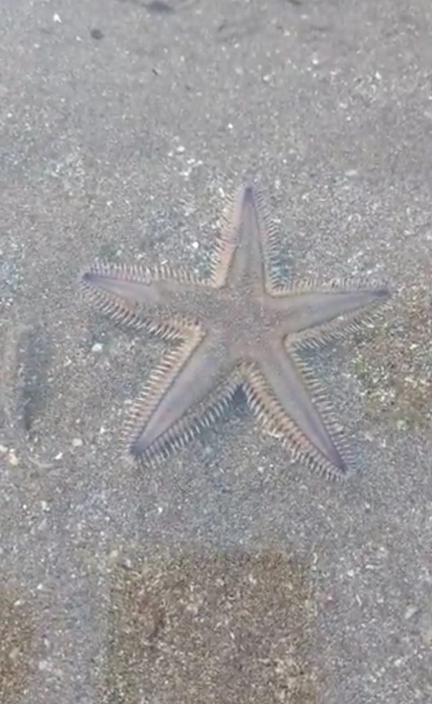 Sand Sea Star from Guaymas, Son., México on September 06, 2022 by Isis ...