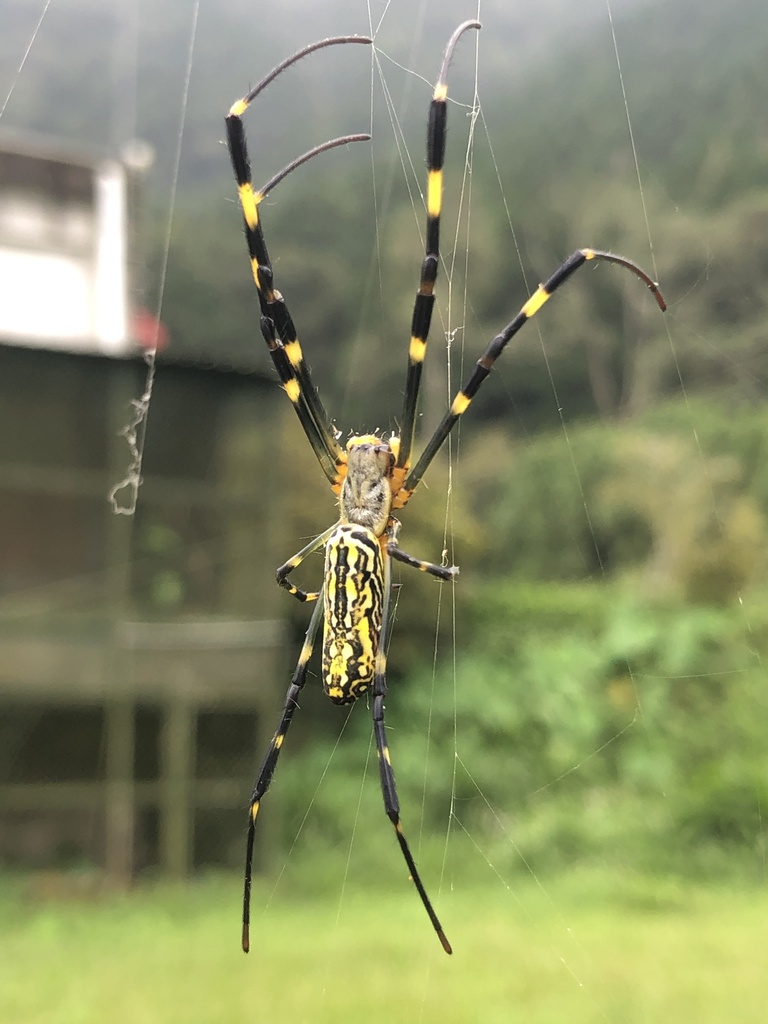 Joro Spider from 大雪山540林道, 和平區, TW on September 6, 2022 at 09:40 AM by ...