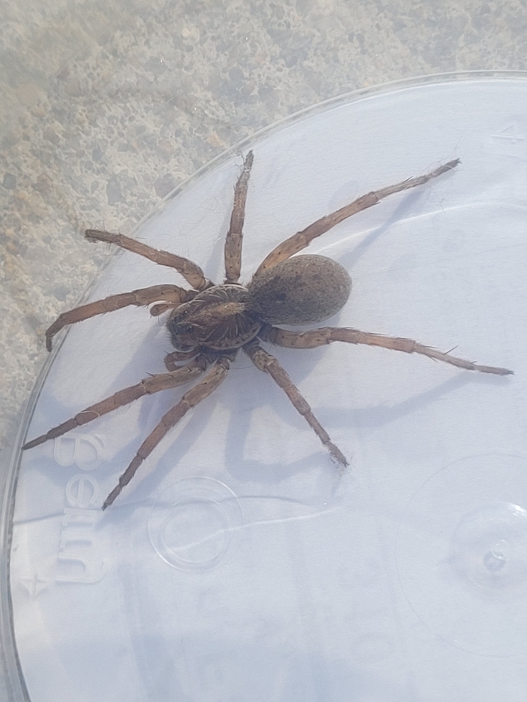 Tigrosa from Richmond, VA 23236, USA on September 06, 2022 at 09:50 AM ...