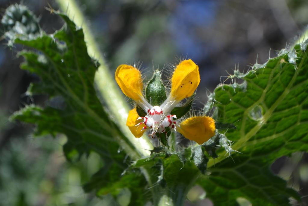 Loasa placei from Panul, Región Metropolitana, Chile on September 03 ...