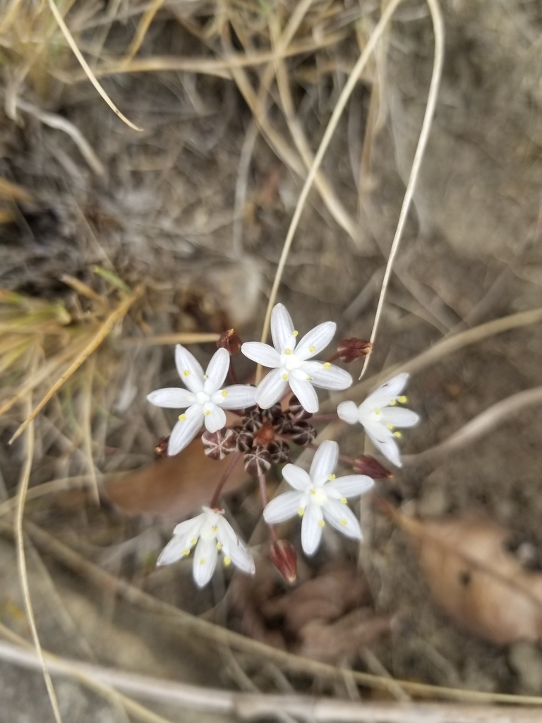 Mountain Squill from Indlovu DC, South Africa on September 1, 2022 at ...