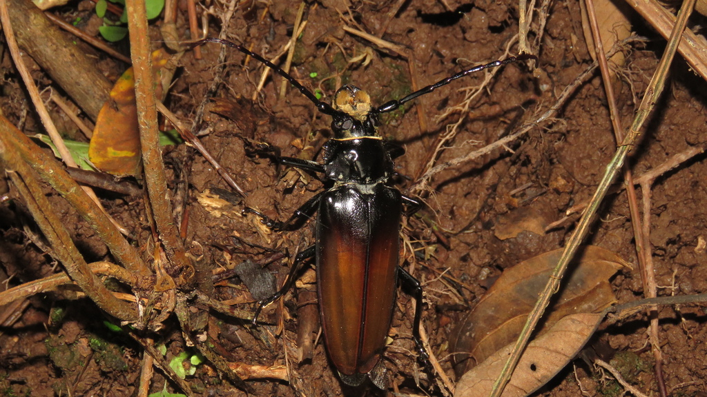Callipogon senex from Santa Cruz de Yojoa, Honduras on September 3 ...