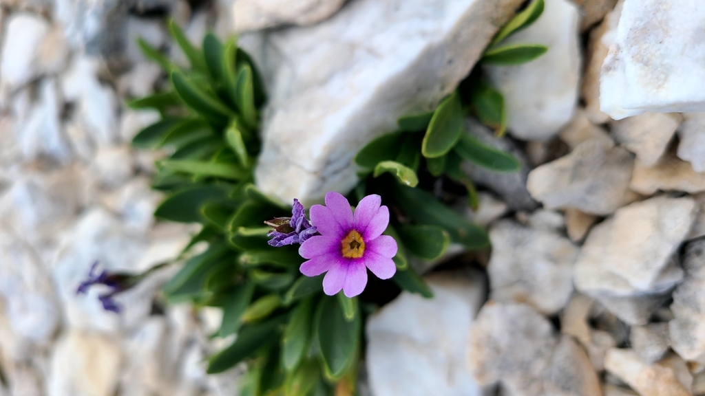 Nevada primrose from Baker, NV 89311, USA on September 5, 2022 at 03:18 ...