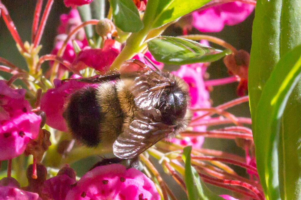 Yellow-banded Bumble Bee from La Vérendrye 42, Vallée-de-l'Or, QC J0W ...