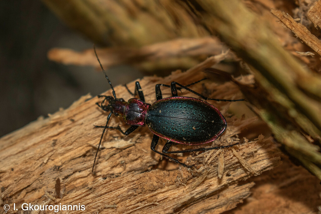 Carabus arcadicus from Thessalia, Greece on August 11, 2022 at 09:23 AM ...