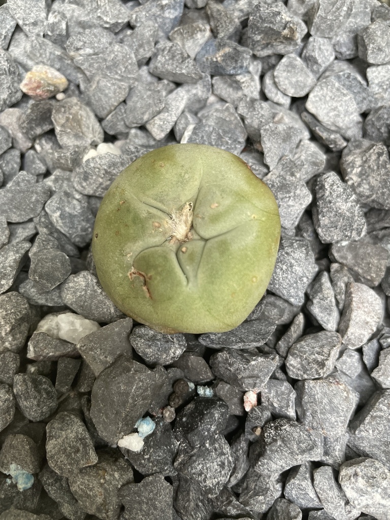 Peyote in September 2022 by Omar Muñoz · iNaturalist