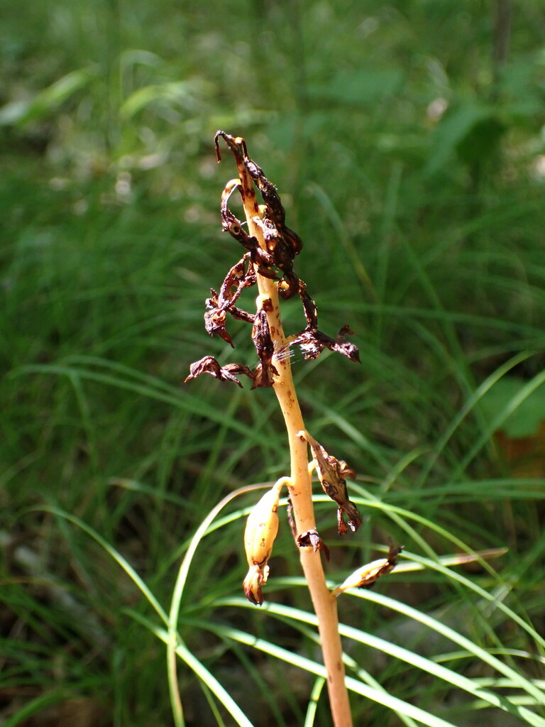 spotted coralroot in August 2022 by Matt · iNaturalist