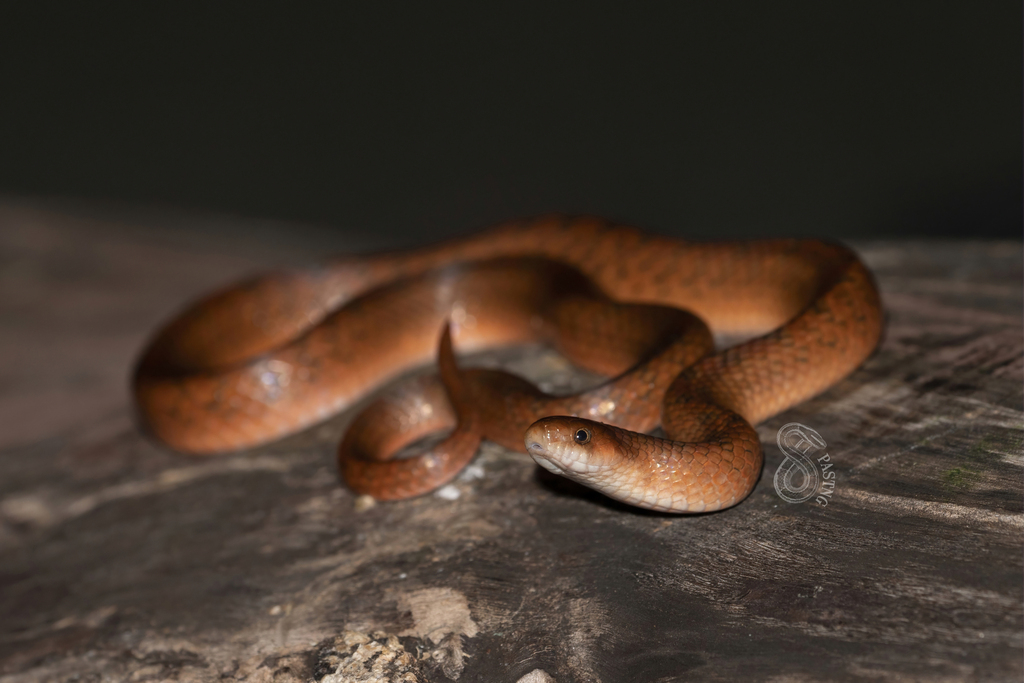 Black Cross-barred Kukri Snake from The Peak, Hong Kong on September 2 ...