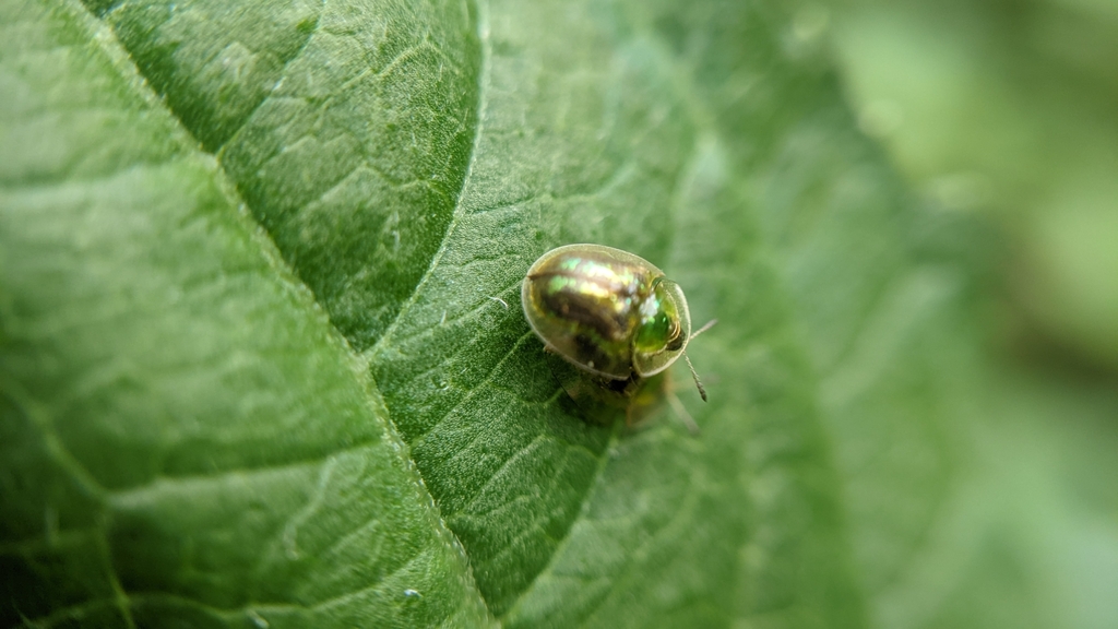 Green Tortoise Beetle from 1911 Campupot Drive Beverly Hills ...