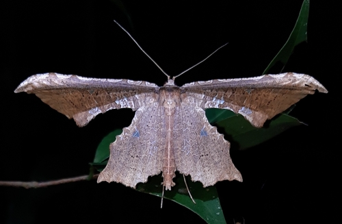 Draconia mirabilis · iNaturalist