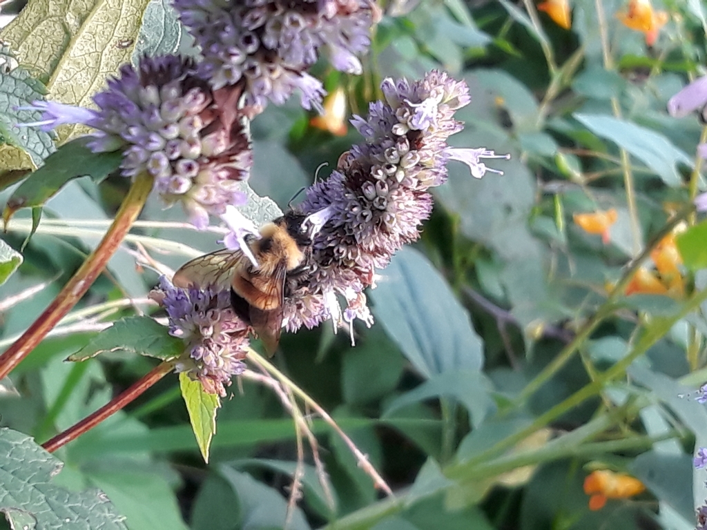 Rusty-patched Bumble Bee in September 2022 by catnatural · iNaturalist