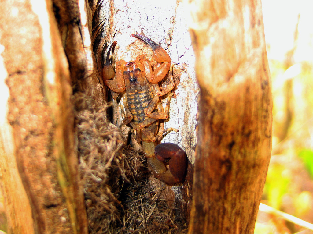 Tityus smithii from Mt. Hartman, Grenada on March 14, 2007 by screws ...