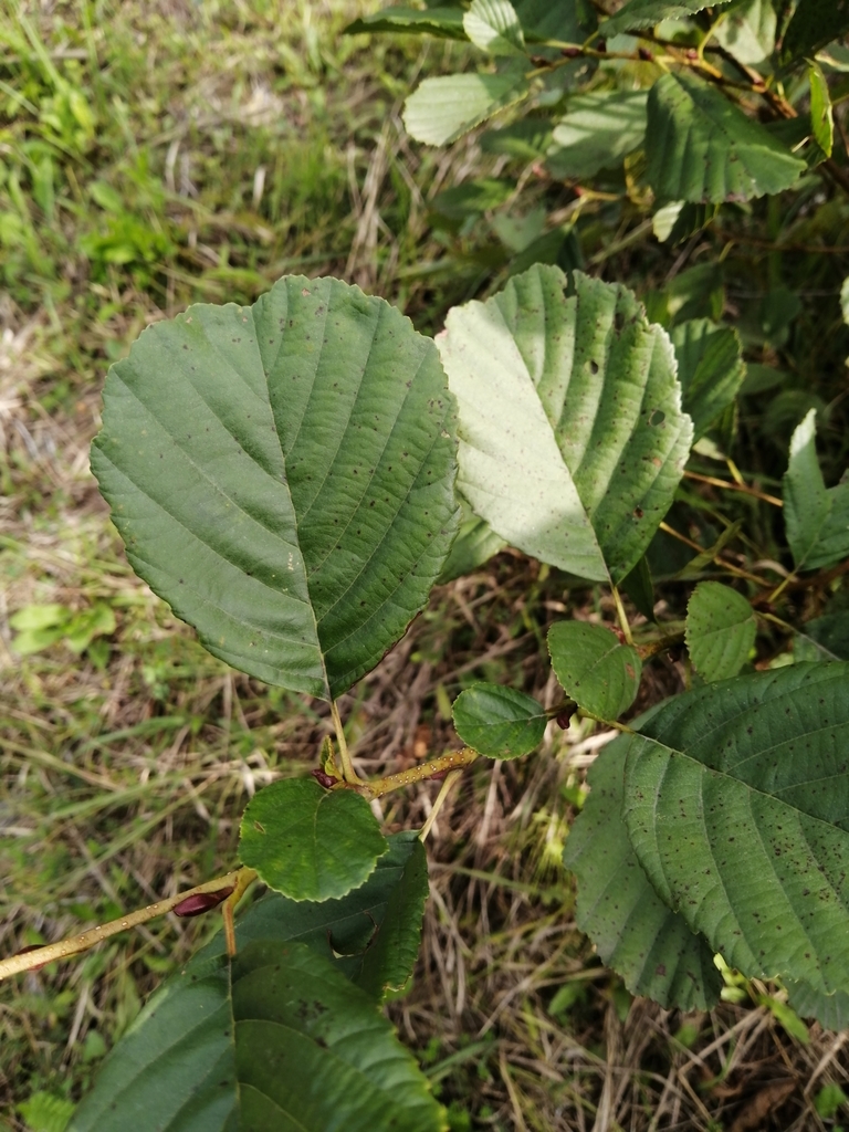 common alder from Măgureni on September 6, 2022 at 03:38 PM by Octavian ...