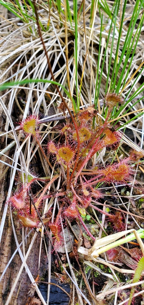 round-leaved sundew from Heriot Bay, BC V0P 1H0, Canada on September 5 ...