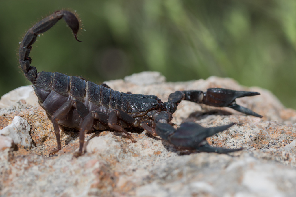 Kraepelin's Scorpion from Southern Aegean, Greece on May 1, 2017 at 04: ...