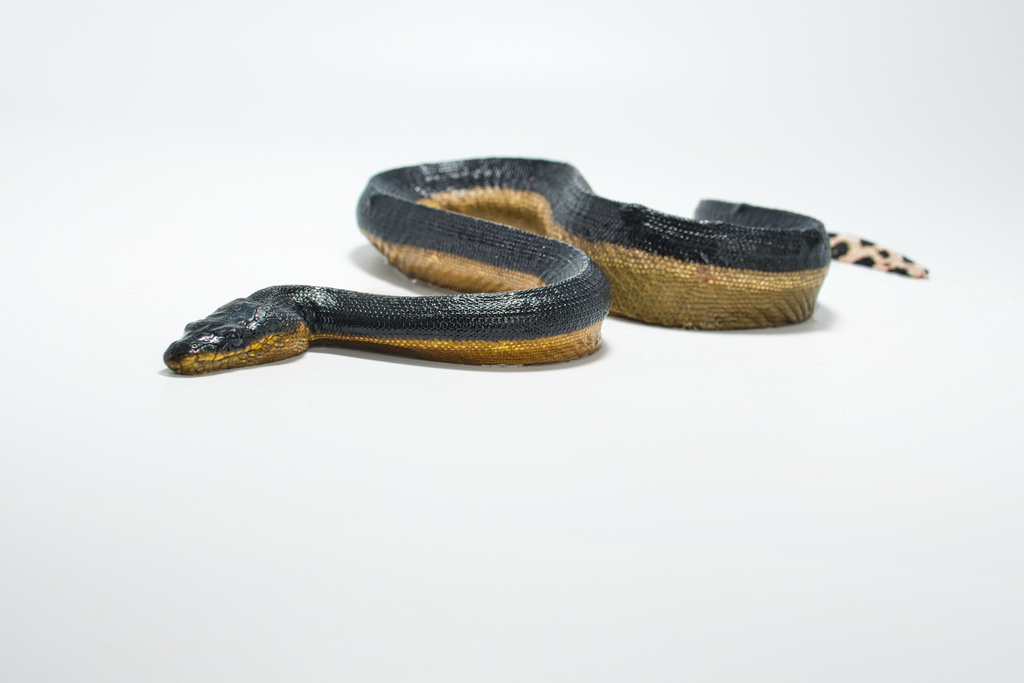 Yellow-bellied Sea Snake from Kilifi North, Kilifi, Kilifi, KE on ...