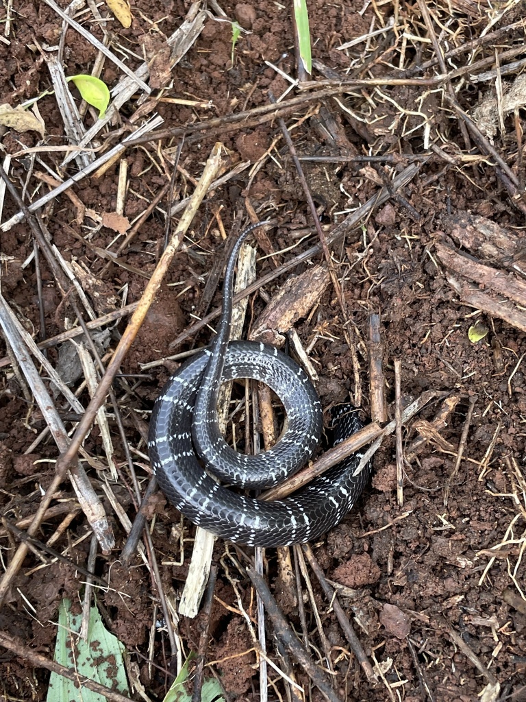 Common Krait from Jharasangam, Sangareddy, TG, IN on August 28, 2022 at ...