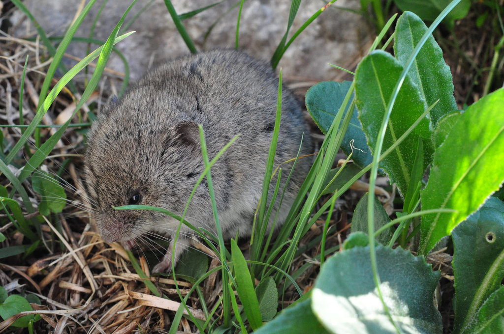 European Snow Vole from 38930 Chichilianne, France on July 11, 2012 at ...