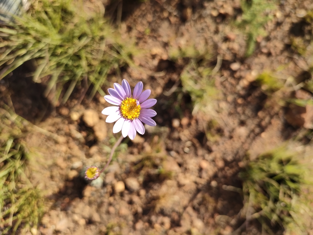Afroaster serrulatus from Krugersdorp, South Africa on September 06 ...