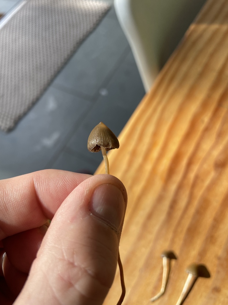 Liberty Cap from Howe of Fife and Tay Coast Ward, Cupar, Scotland, GB ...