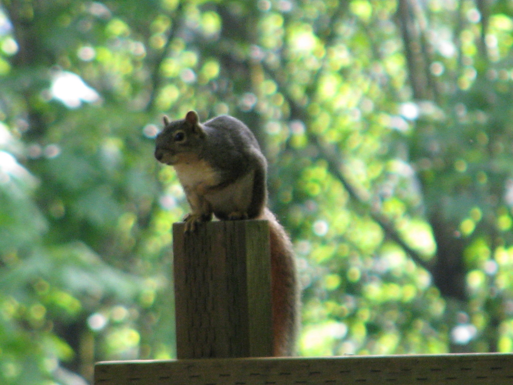 Fox Squirrel from Sandy, OR 97055, USA on May 15, 2010 at 08:37 AM by ...