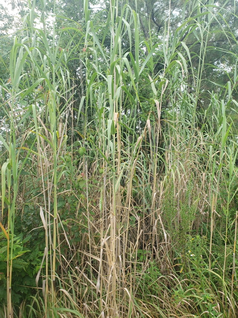 common reed from Coden, AL 36523, USA on September 07, 2022 at 09:13 AM ...