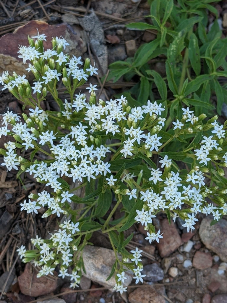 Sawtooth Candyleaf from Sierra Vista Southeast, AZ, USA on September 6 ...