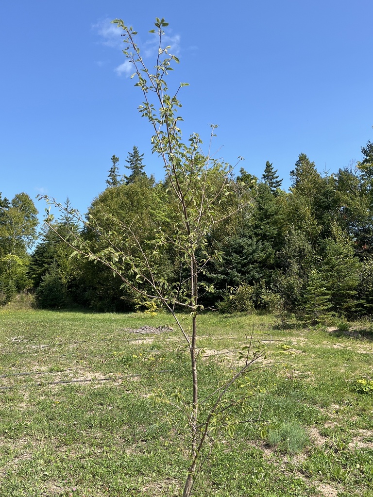 American elm from Cape Breton Island, Cape Breton, NS, CA on September ...