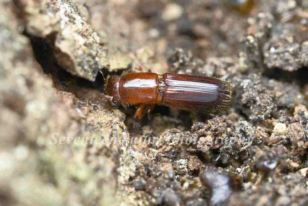 Pinhole Borer Beetles from 中国江苏省南京市玄武区 on September 6, 2022 at 08:26 PM ...
