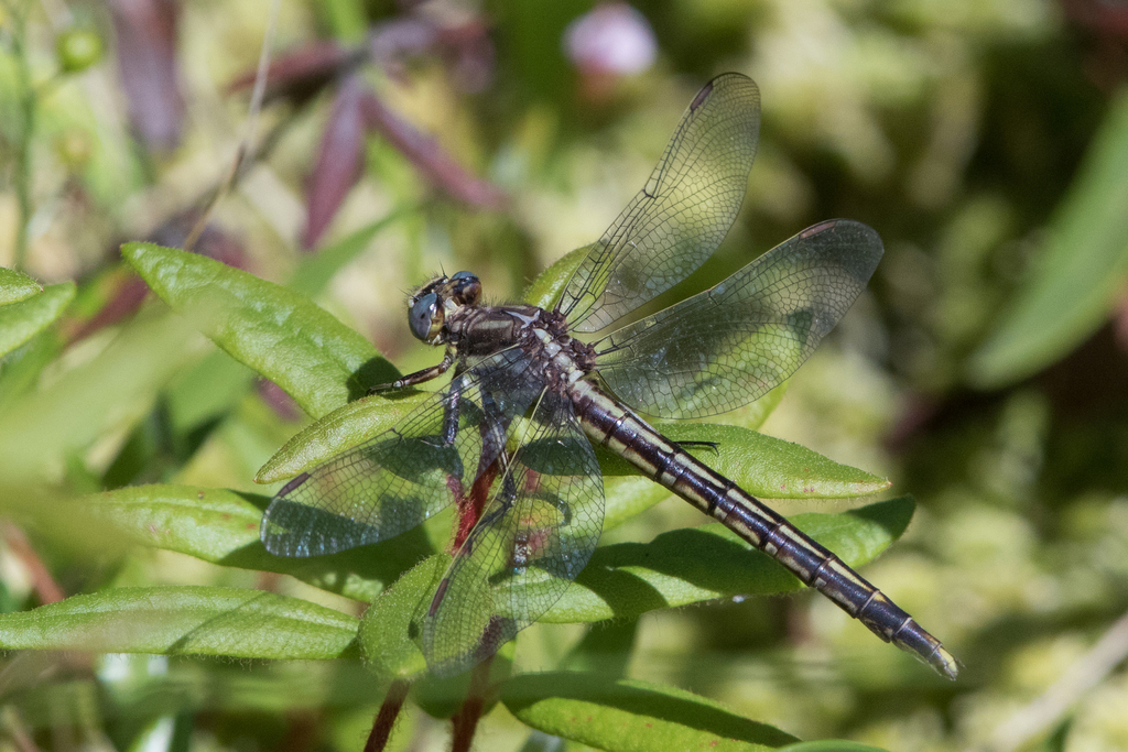 Dusky Clubtail from 210 QC-111, La Corne, QC J0Y 1R0, Canada on July 3 ...
