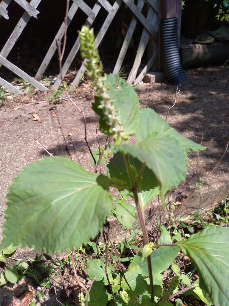 beefsteak plant from Dover, TN 37058, USA on September 7, 2022 at 11:26 ...