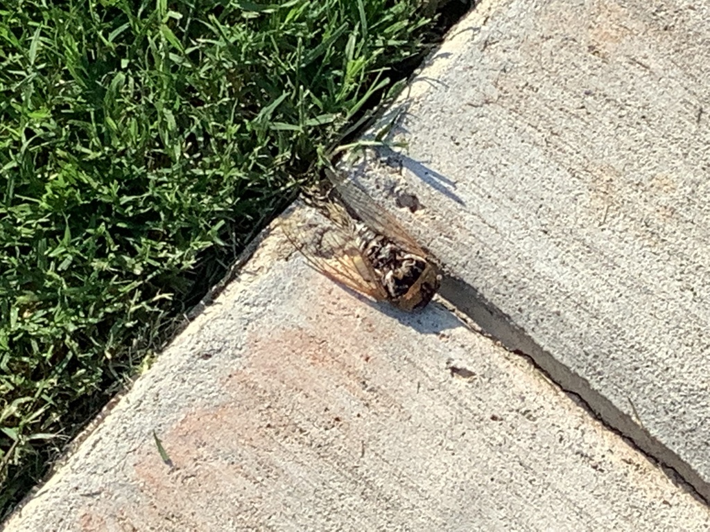 Typical Cicadas from Willowridge Dr, Warr Acres, OK, US on September 07 ...