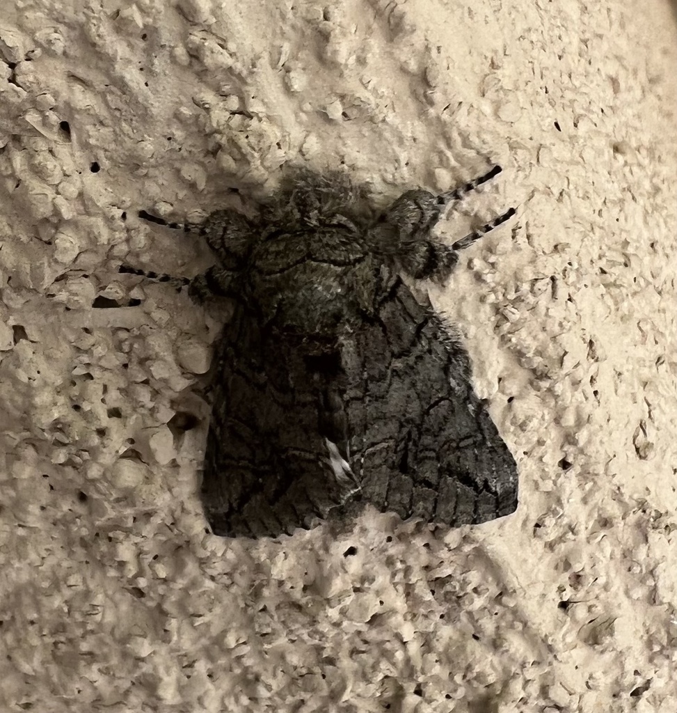 Prominent Moths from Coronado National Forest, Hereford, AZ, US on ...