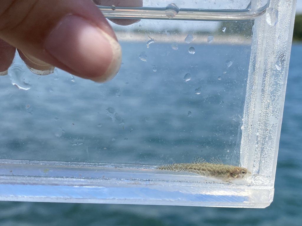 Least Darter from Detroit River, Detroit, MI, US on September 7, 2022 ...