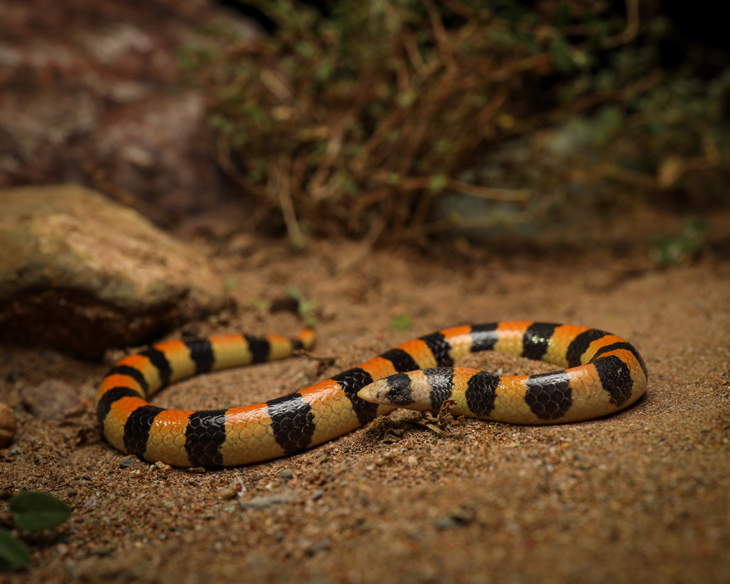 Banded Sand Snake in September 2022 by Evan J Dittig · iNaturalist