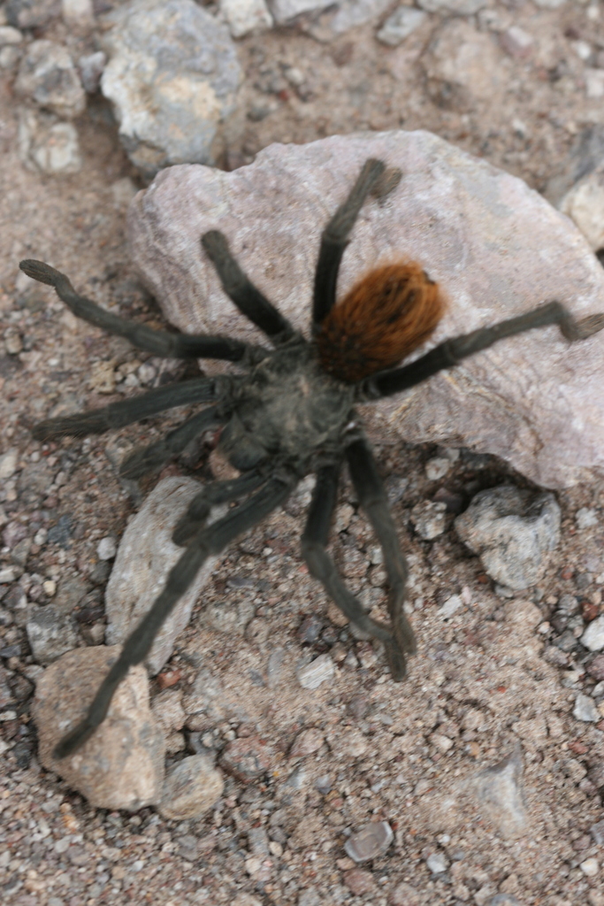 Peloncillo Tarantula from Hidalgo County, NM, USA on August 24, 2022 at ...
