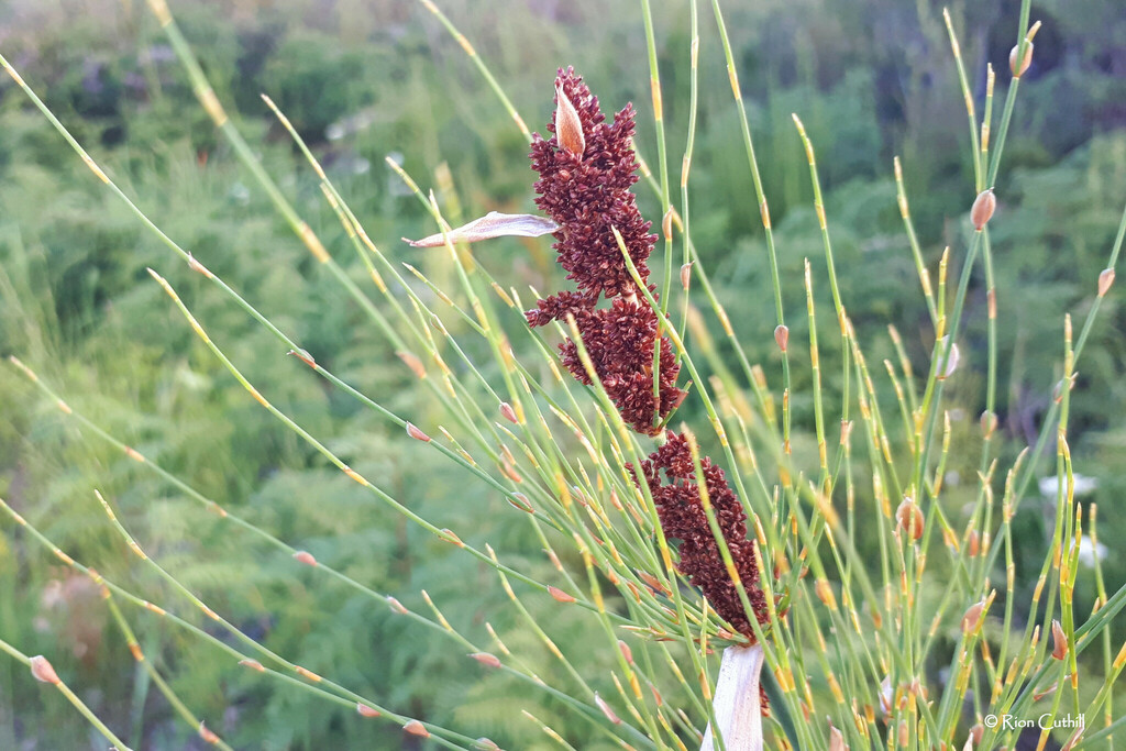 Broom reed from West Coast, Western Cape, South Africa on December 14 ...