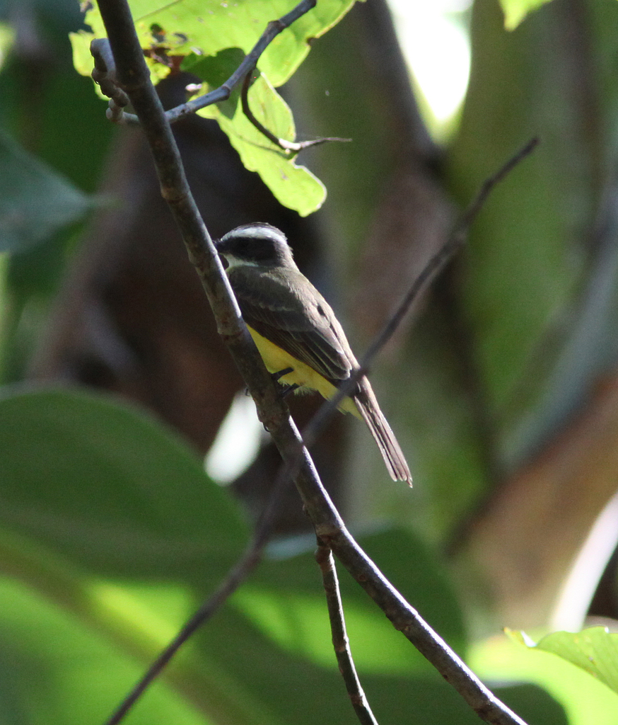 Social Flycatcher from Guanacaste Province, Coco, Costa Rica on ...
