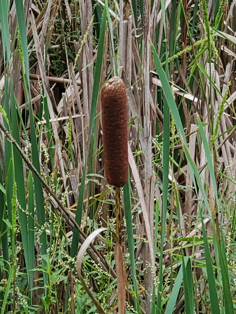 Cattails from Plant City, FL 33565, USA on September 07, 2022 at 03:47 ...
