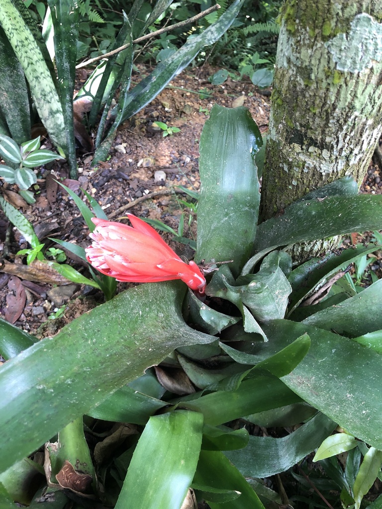 Fool Proof Plant from Naranjal, VER, MX on September 7, 2022 at 03:41 ...