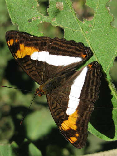Phylaca Sister (Adelpha phylaca) · iNaturalist