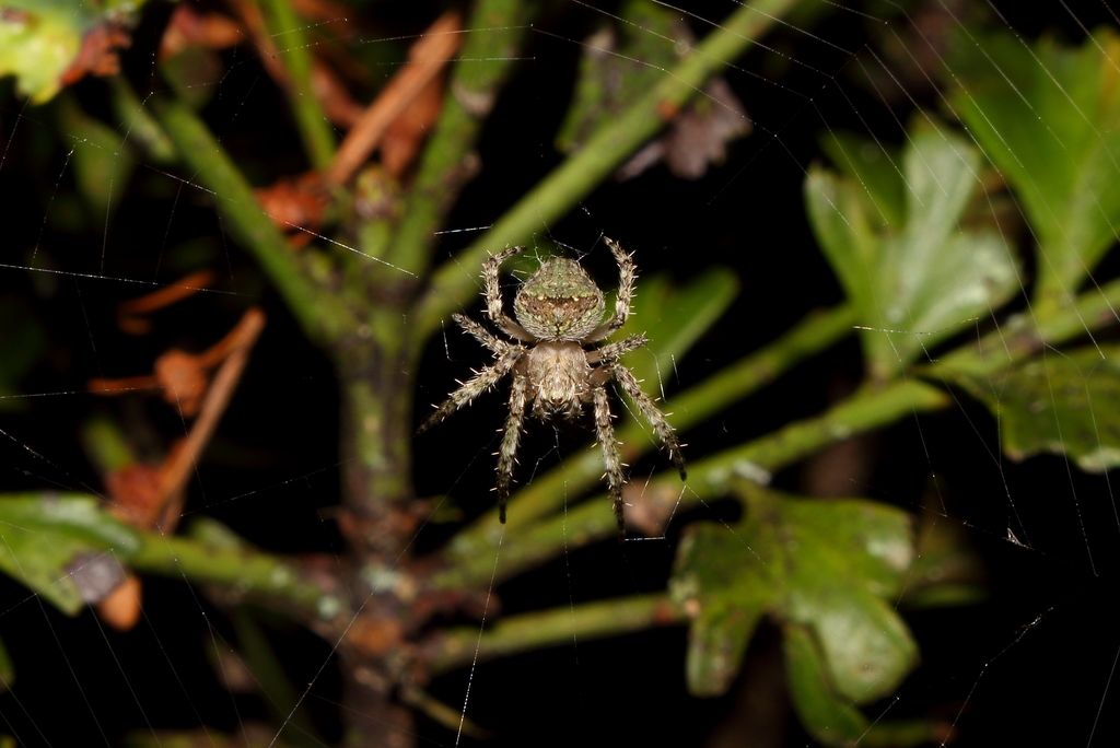 Cryptic Orbweavers from One Tree Hill, Auckland, New Zealand on August ...