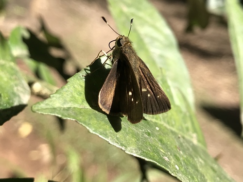 Morys subgrisea · NaturaLista Colombia