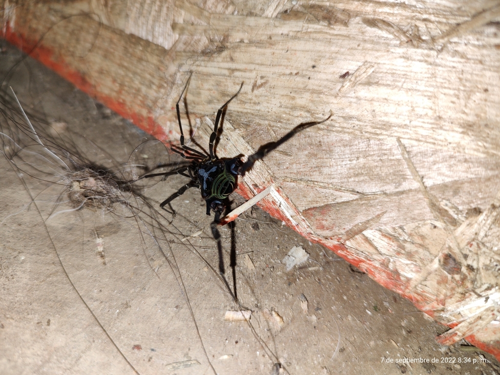 Sadocus asperatus from Corral, Los Ríos, Chile on September 07, 2022 at ...
