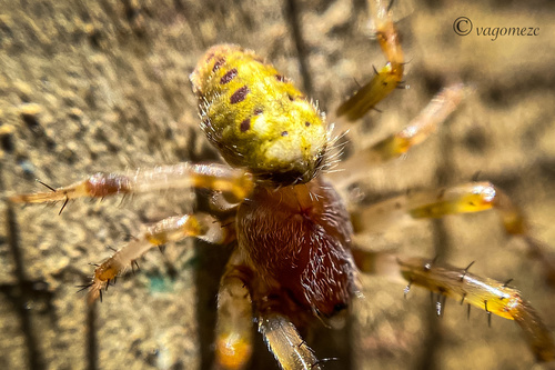 Alpaida cali · iNaturalist