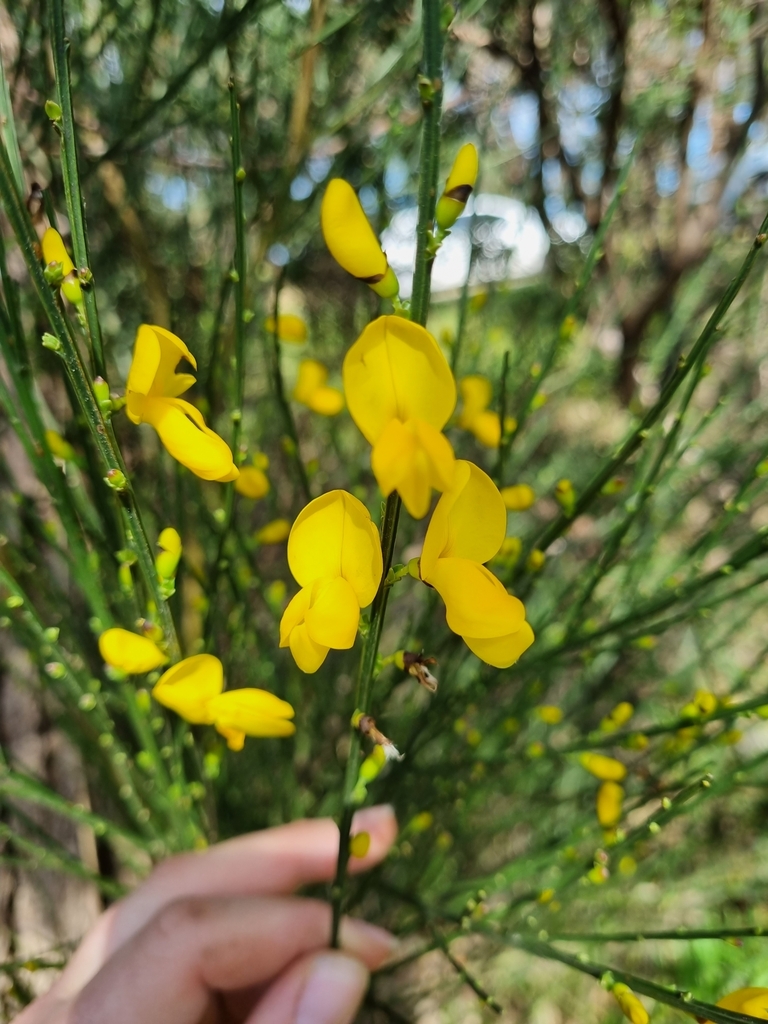 Scotch Broom from Main Ridge VIC 3928, Australia on August 28, 2022 at ...