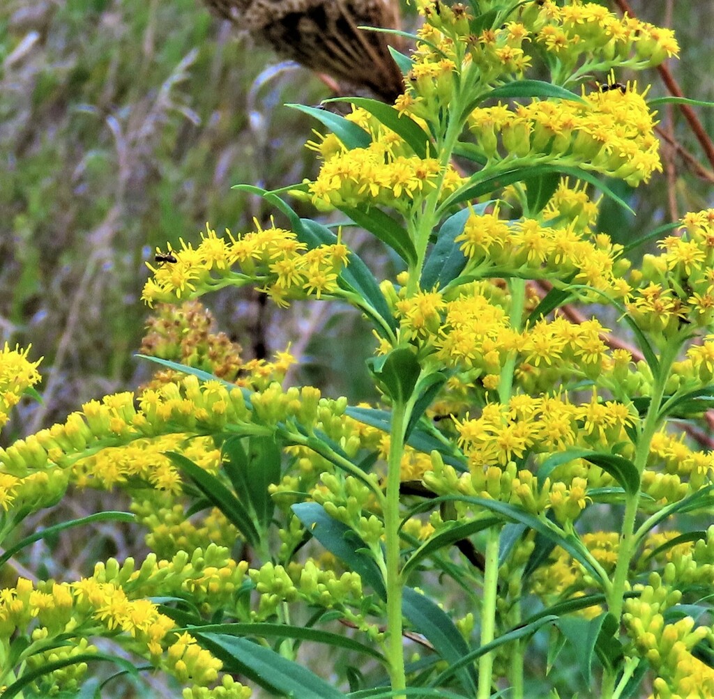 Insects from Belleville, ON, Canada on September 07, 2022 at 04:07 PM ...