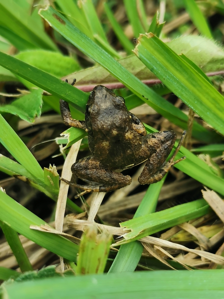 Stejneger's Robber Frog from W2PH+C2, Urb. Villa Hermosa, Provincia de ...