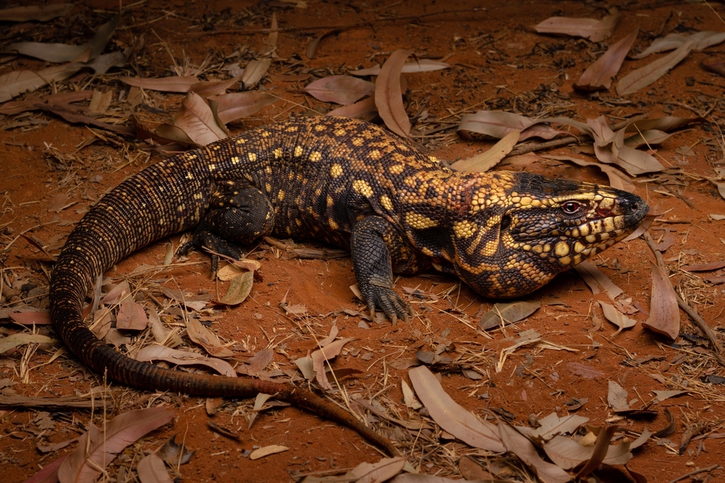 Yellow Tegu from Taguatinga, Brasília - DF, Brasil on September 7, 2022 ...